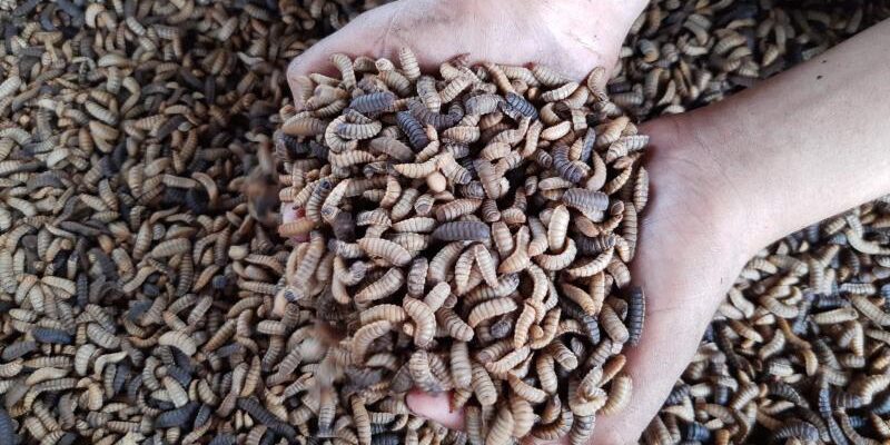 Mobius Farms research black soldier fly larvae for sustainable animal ... Mobius Farms research black soldier fly larvae for sustainable animal ...